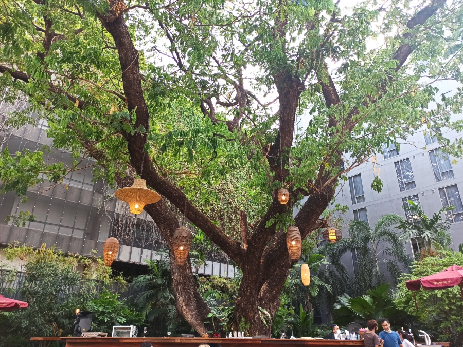 MONKEY POD TAPAS BAR RESTAURANT & CAFE EXCITING NEW ADDRESS TO CHILL ...